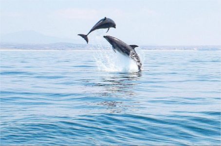 delfines - Chile es TUYO