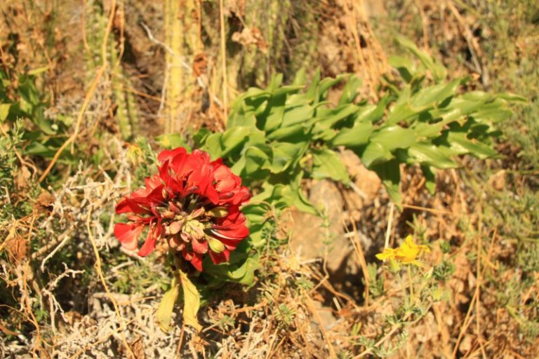 Garra de Leon - Chile es TUYO