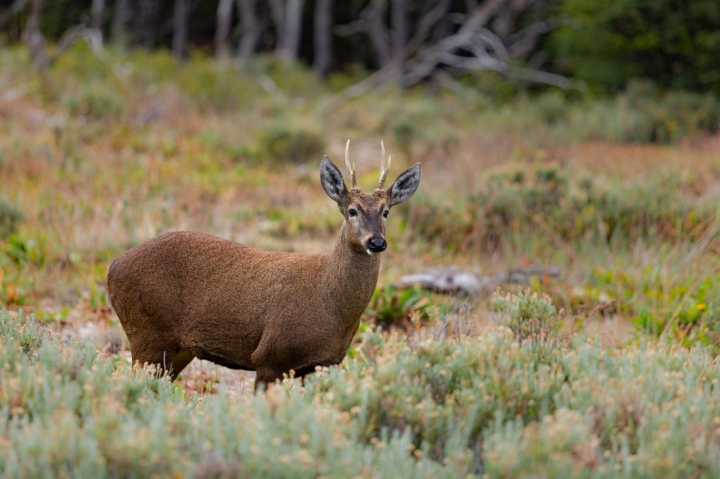 Huemul: El misterioso representante del escudo nacional. - Chile es TUYO