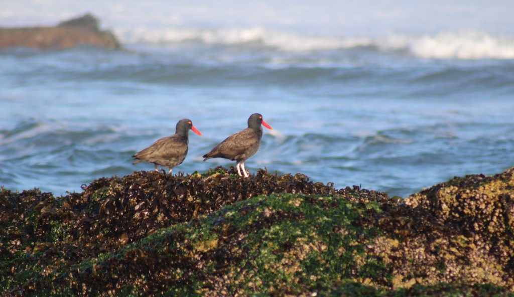 8 cosas que hacer en Quintero y que no sabías - Chile es TUYO