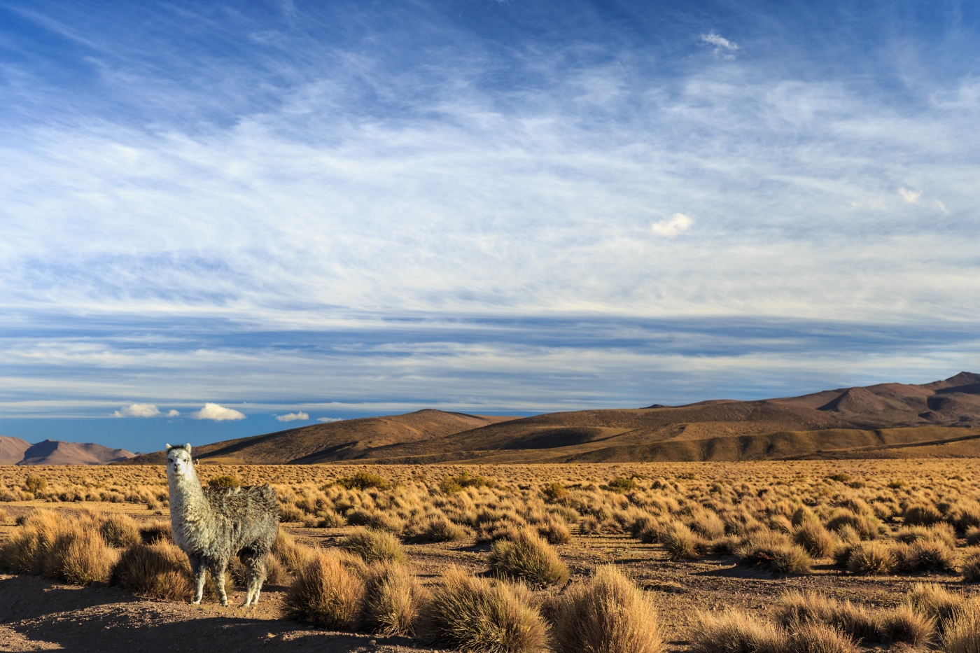 La Ruta de los Parques Nacionales del norte de Chile - Chile es TUYO