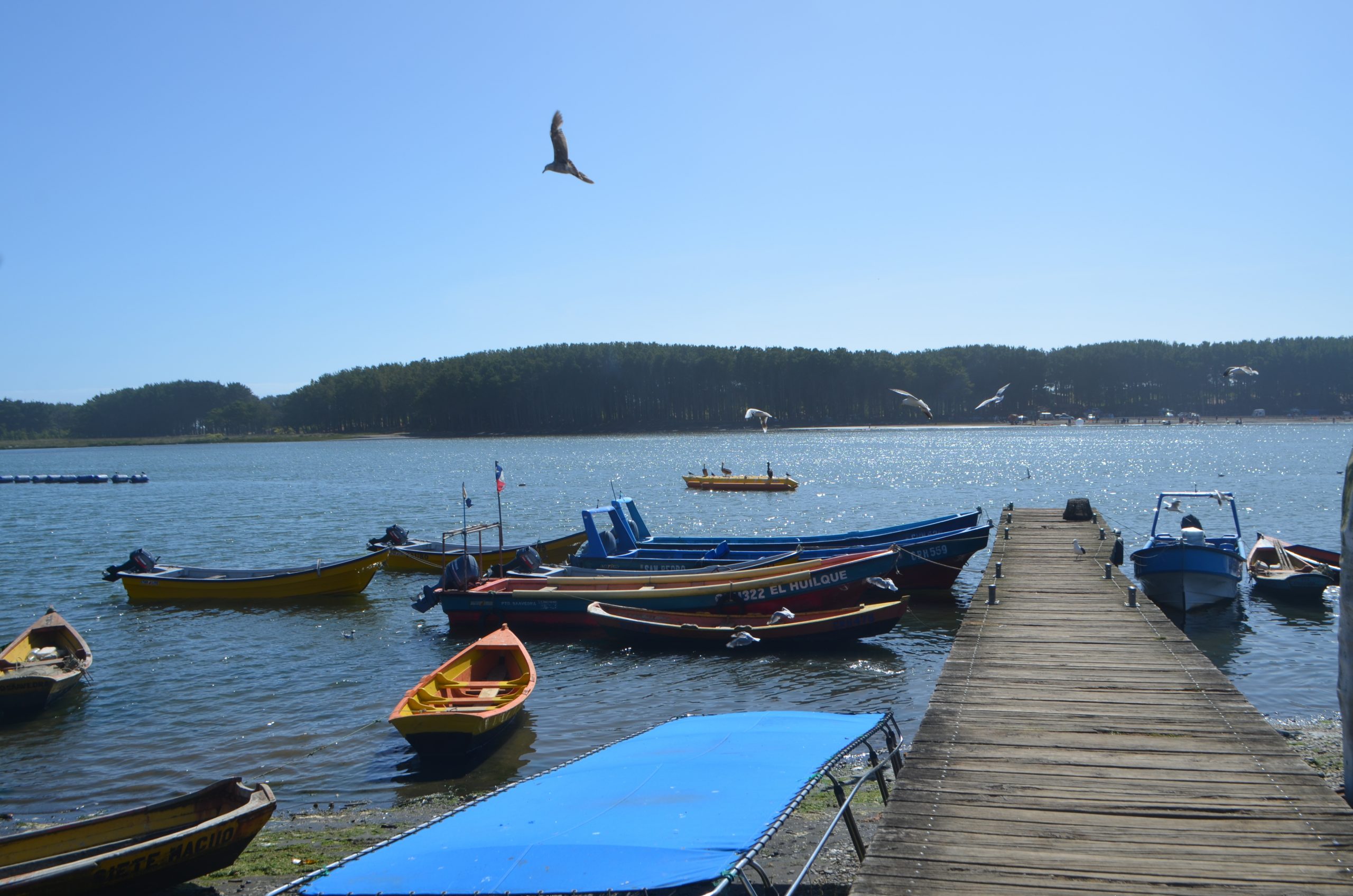 Puerto Saavedra - Chile es TUYO