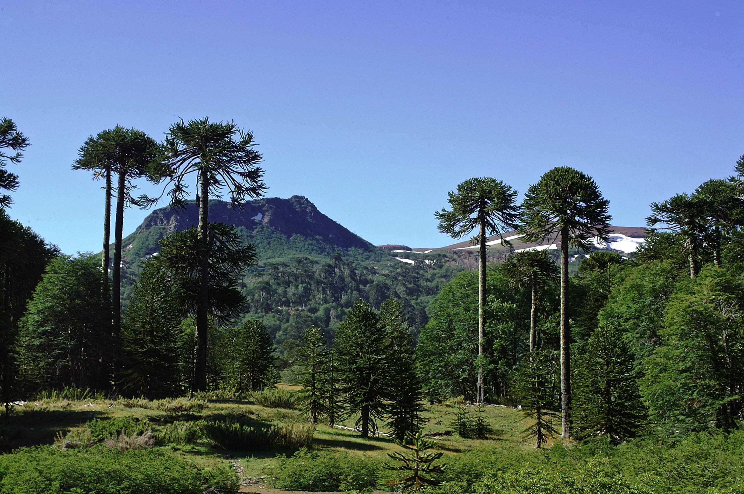 Reserva Nacional Ralco: Patrimonio y naturaleza protegida
