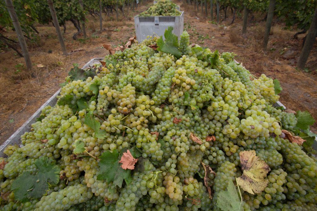 Vendimias 2020: Las grandes fiestas del vino - Chile es TUYO