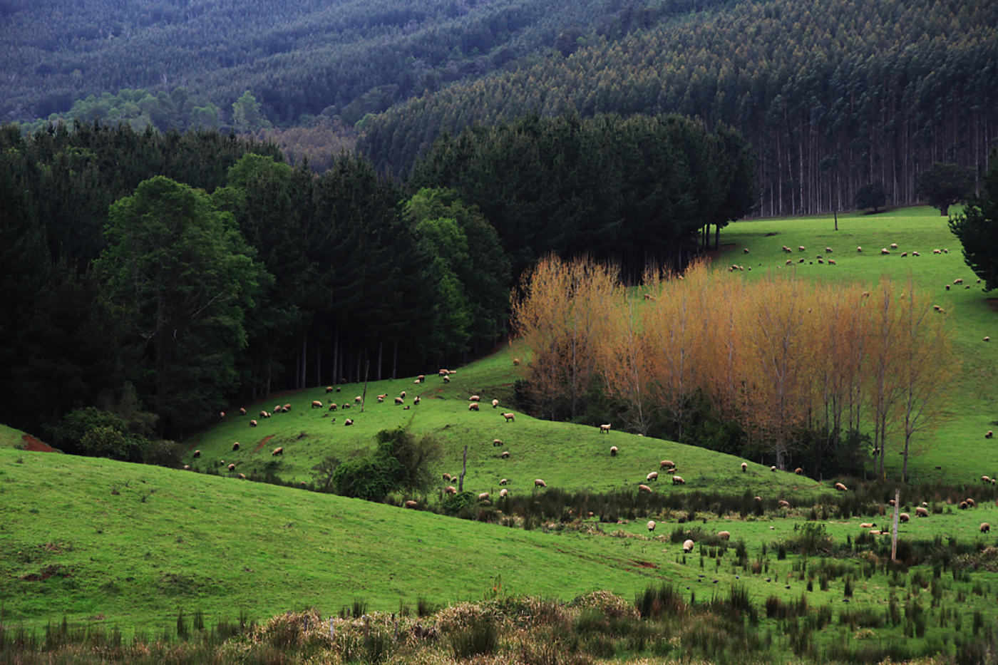 Contulmo - Chile es TUYO