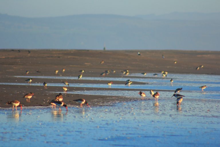 Aves Iloca - Chile es TUYO