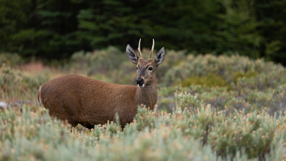 Huemul: El misterioso representante del escudo nacional. - Chile es TUYO