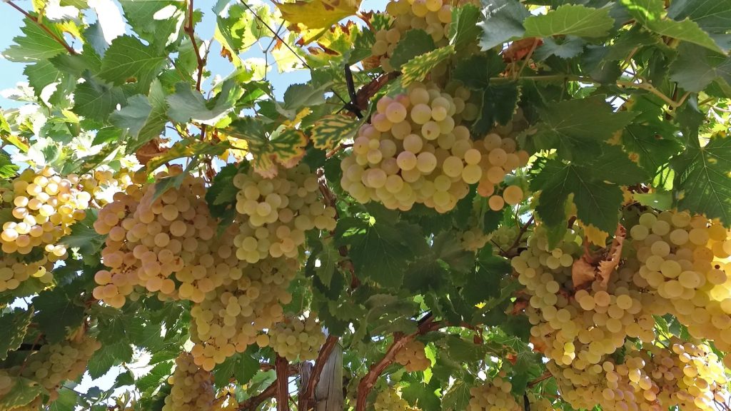 Uvas de Pisco Chileno - Chile es TUYO