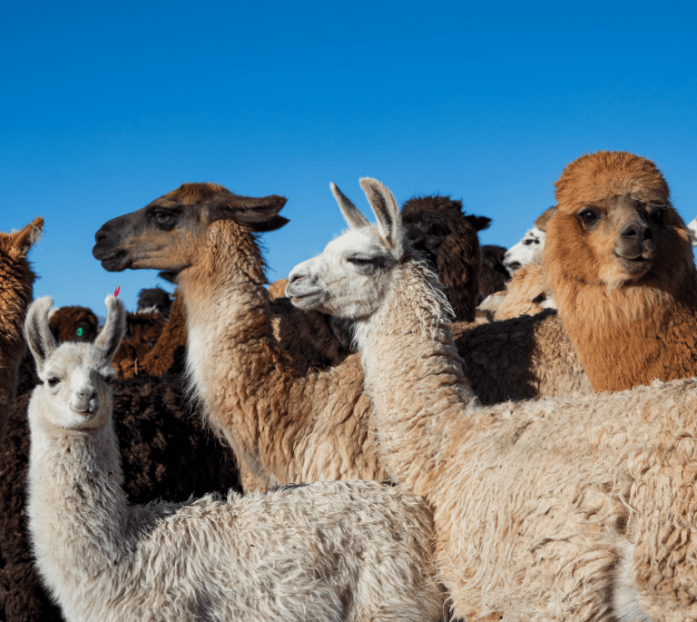 aymara_pastoreando altiplano - Chile es TUYO