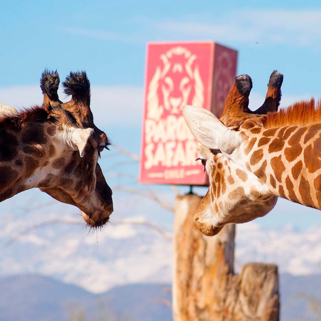 parque-safari-rancagua - Chile es TUYO