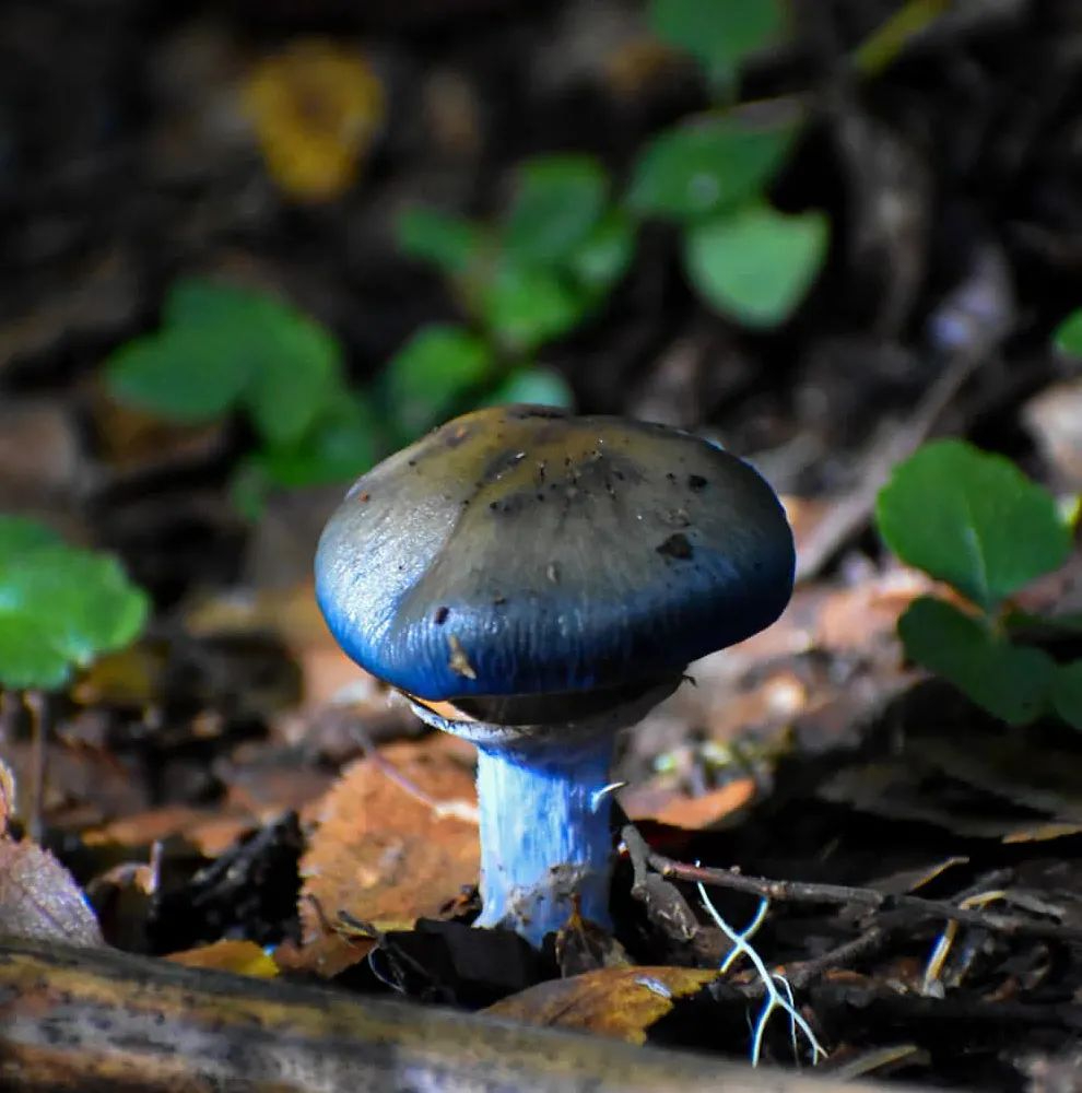 Del desierto a la Antártica: la diversidad de hongos que ofrece Chile